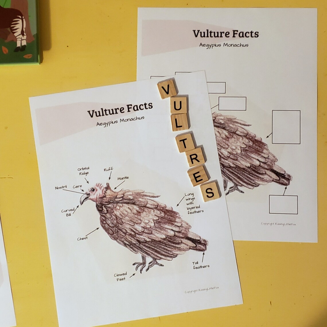 Unit Study Vulture Anatomy and Facts Lesson Plans, Homeschool ...