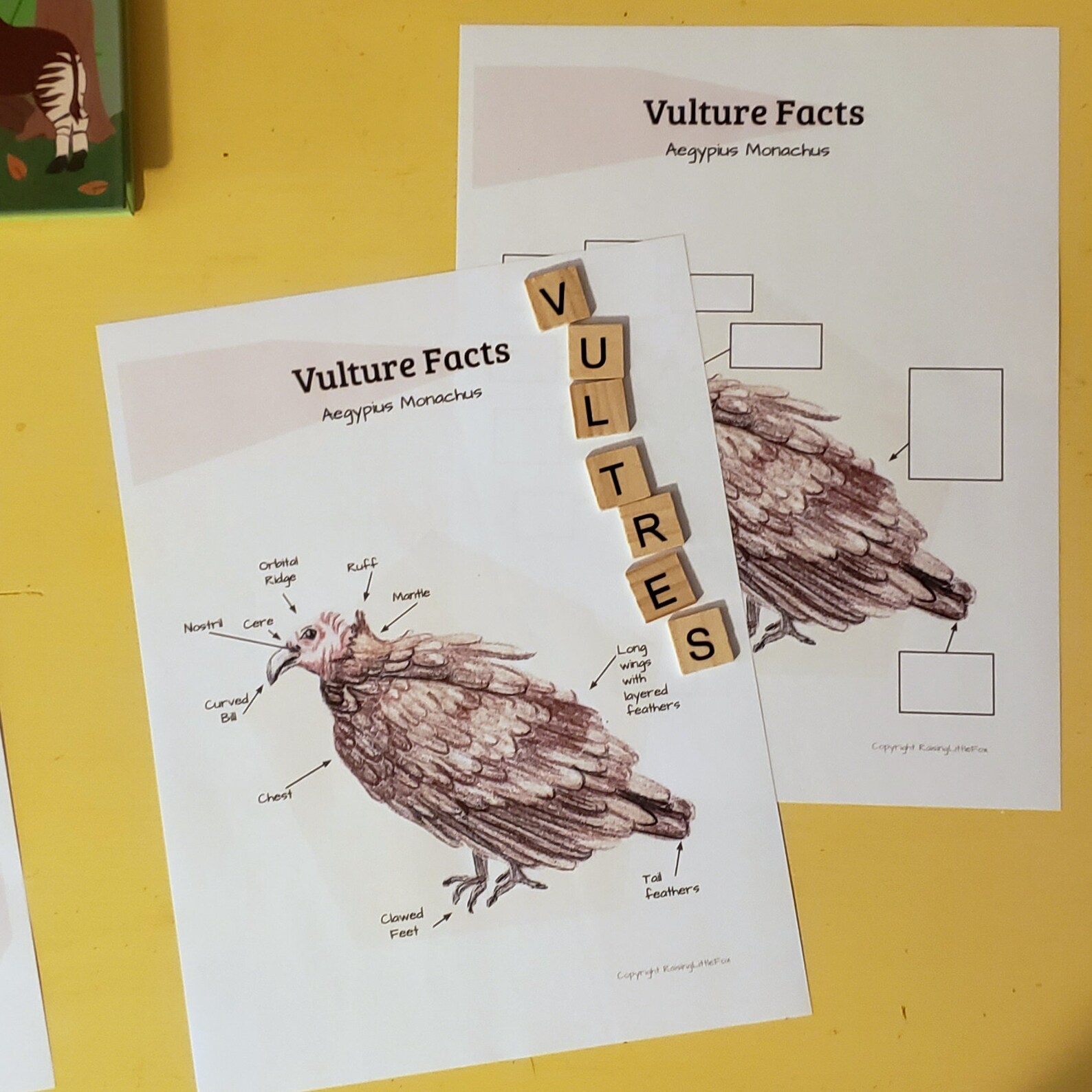 Unit Study Vulture Anatomy and Facts - Lesson Plans, Homeschool ...