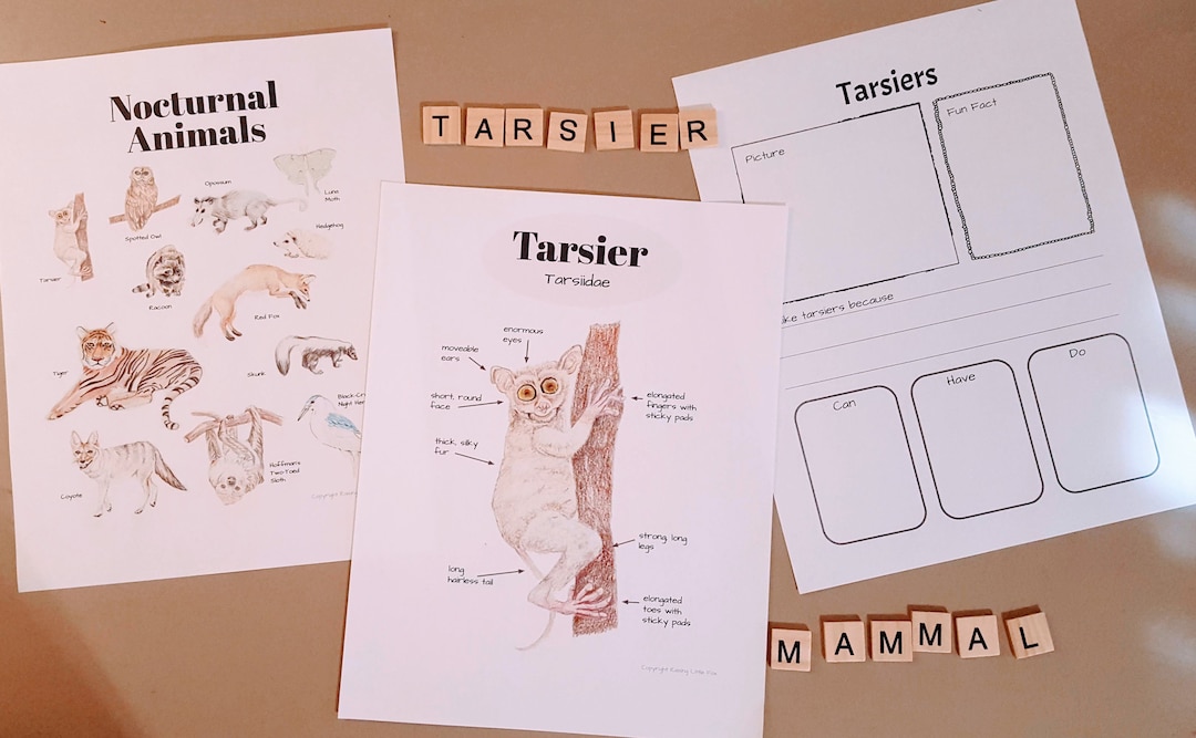 Tarsier Science Unit Study Anatomy and Facts - Lesson Plans, Homeschool ...