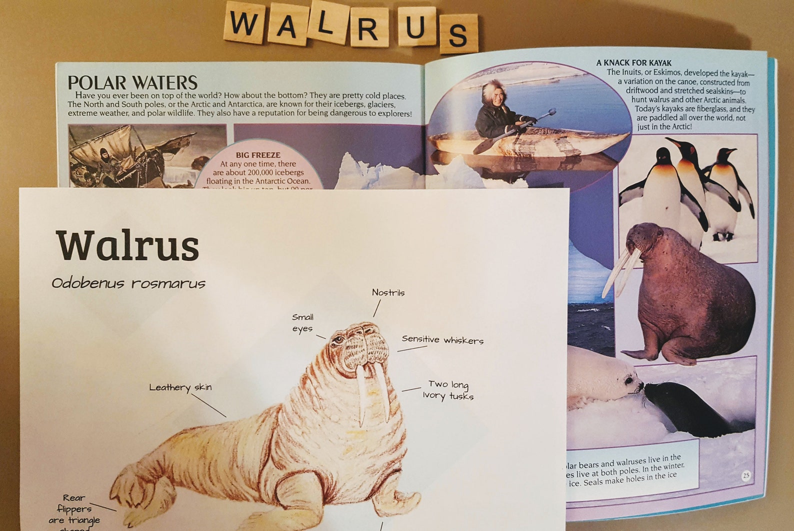 Walrus | Science Unit Study Anatomy and Facts - Lesson Plans ...
