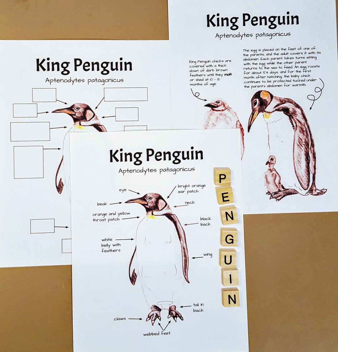 King Penguin Unit Study | Science, Reading, Writing, and Art for Homeschool and Classroom ...
