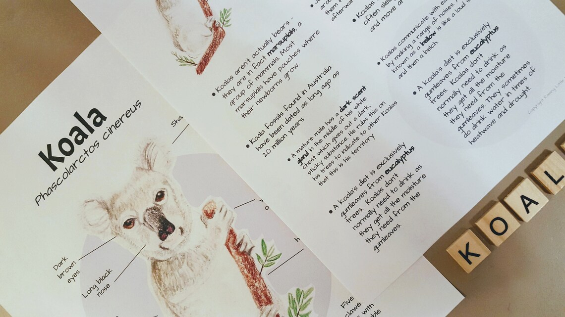Unit Study Koala Anatomy and Facts - Lesson Plans, Homeschool ...