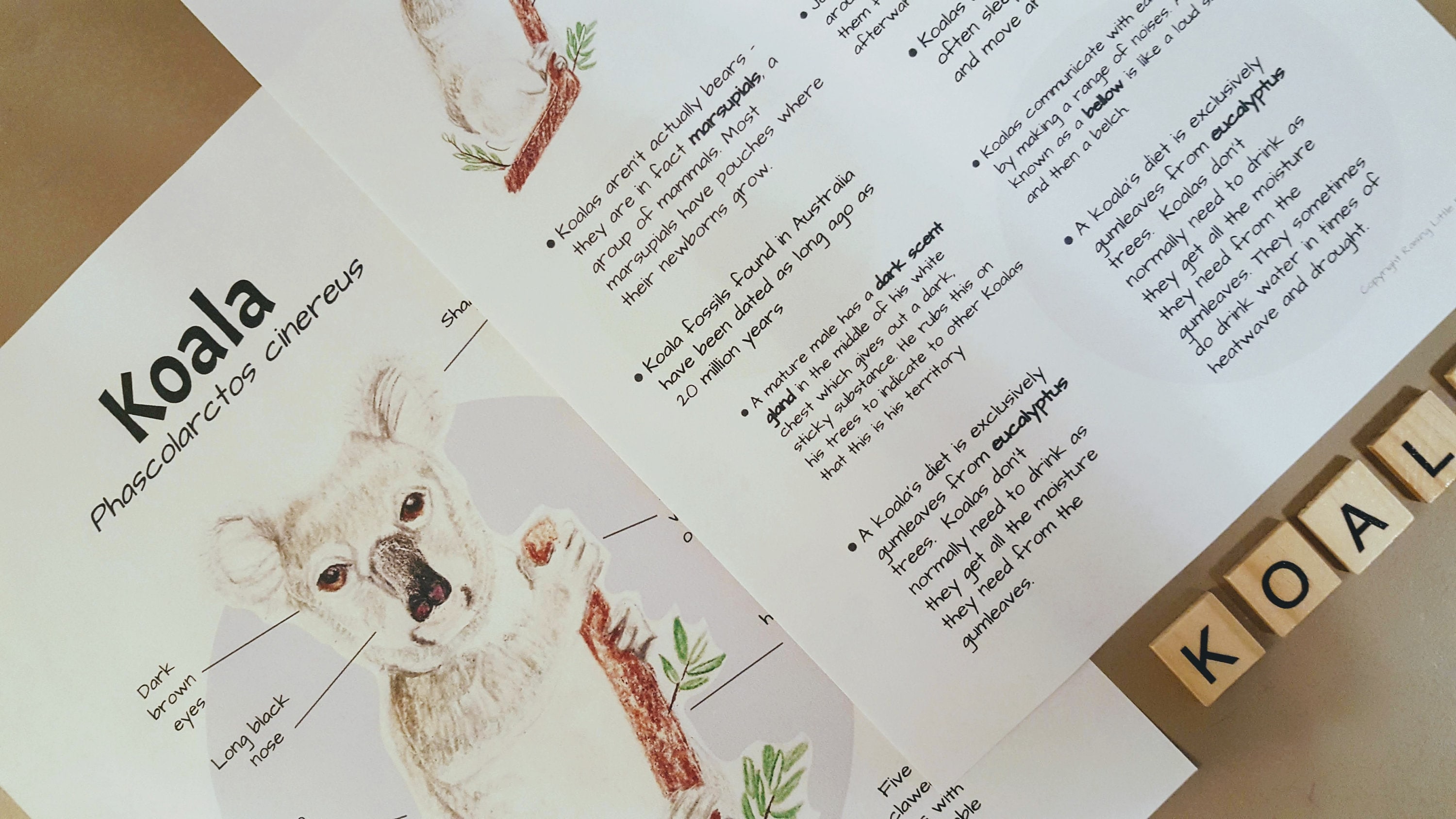 Unit Study Koala Anatomy and Facts - Lesson Plans, Homeschool ...