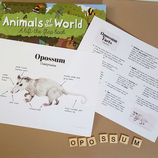 Animal Anatomy - Etsy