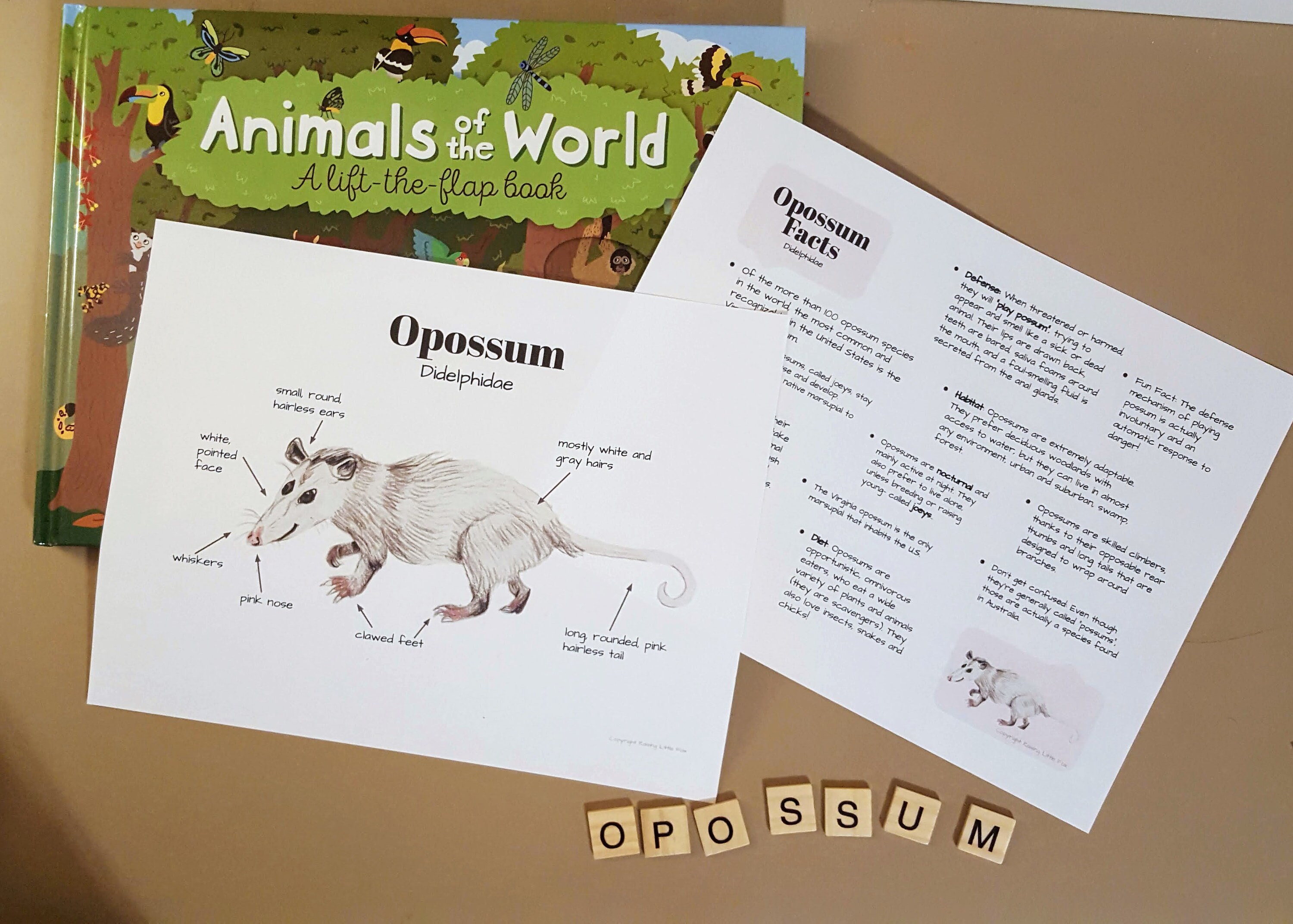 Unit Study Opossum Anatomy and Facts Lesson Plans - Etsy Israel