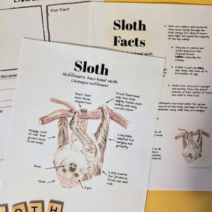 Fun and Educational Hoffman's Two-toed Sloth Activity for Kids ...
