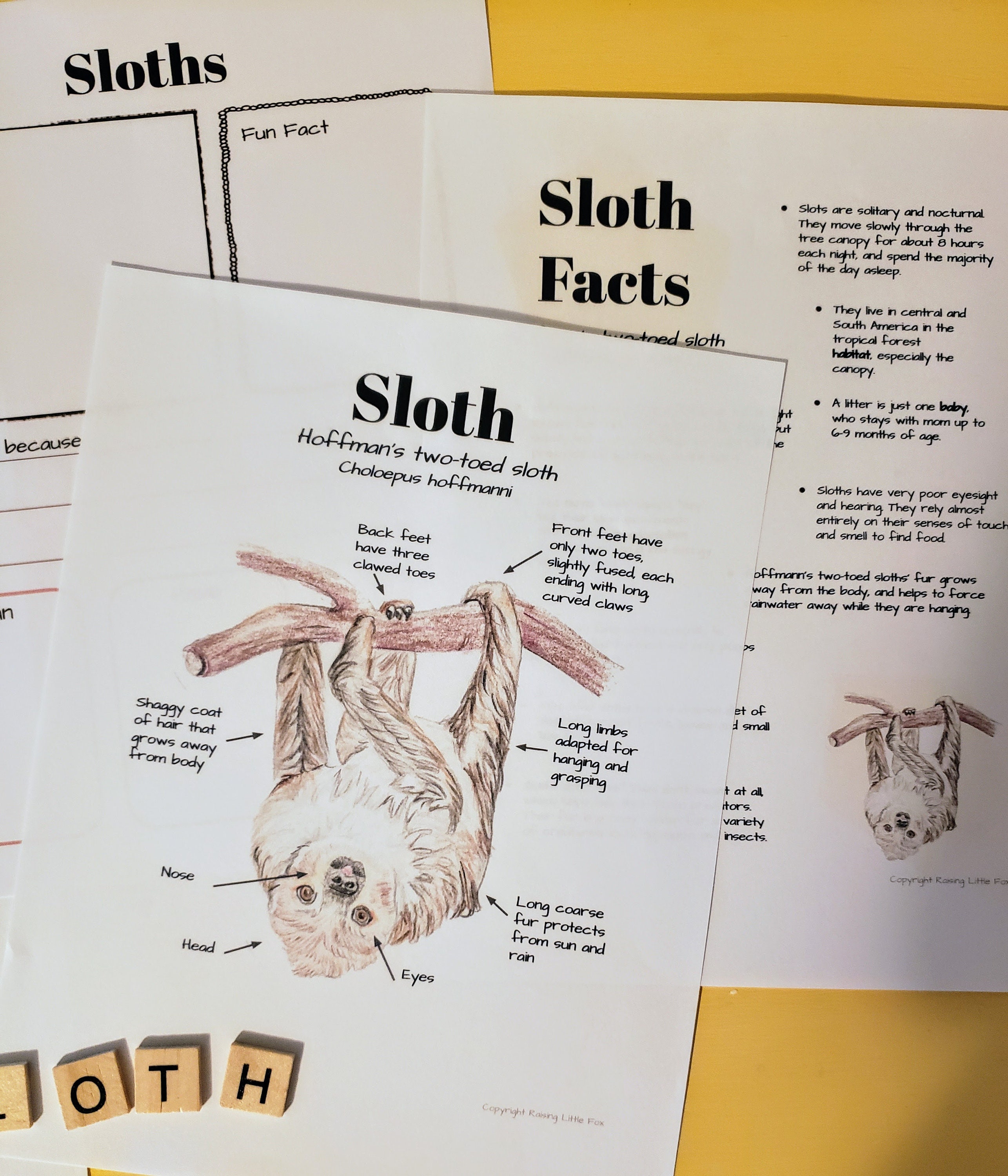 Fun and Educational Hoffman's Two-toed Sloth Activity for Kids ...