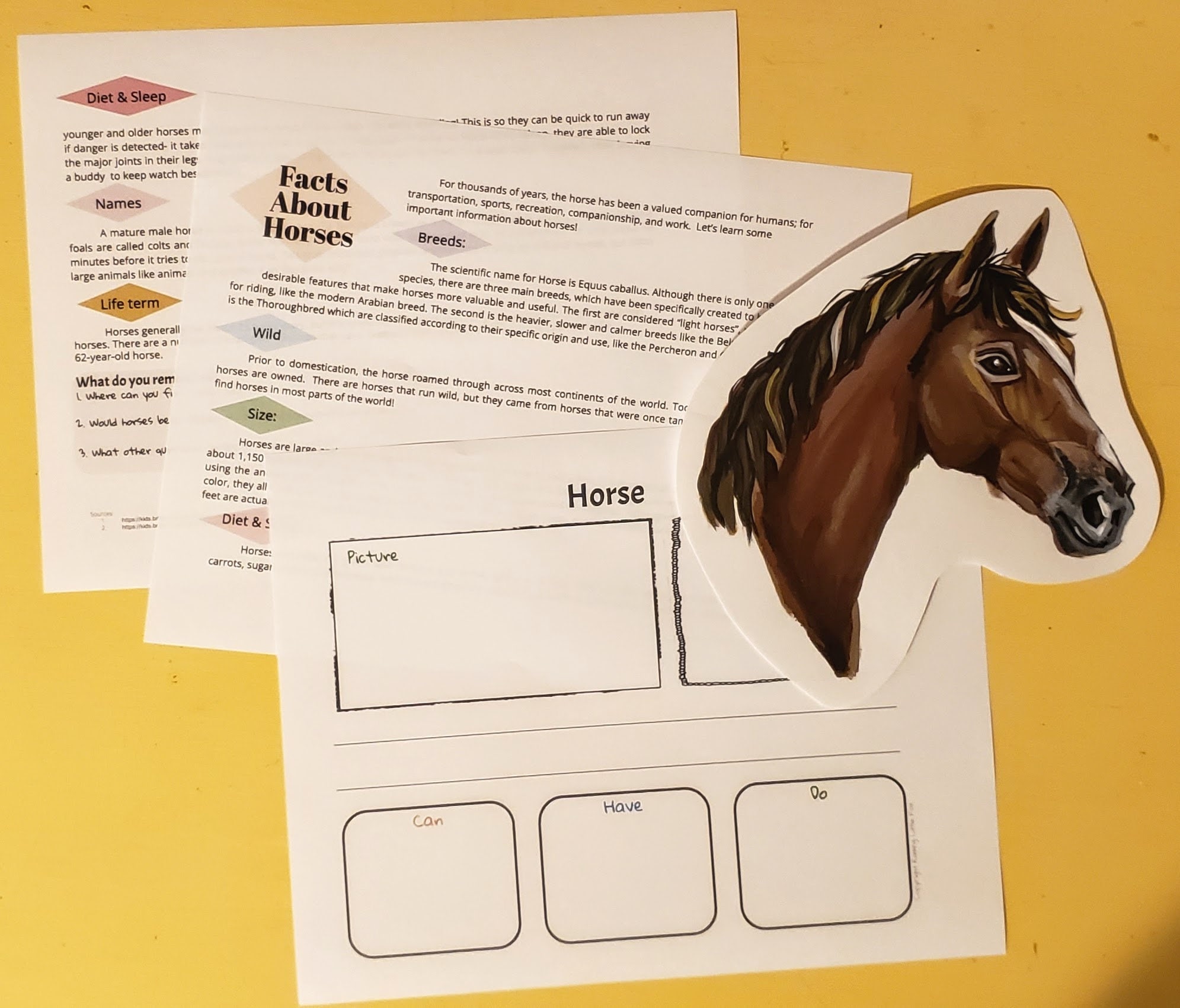 Unit Study on Horse Anatomy and Fun Facts | Grades 1-5 | Science Nature ...