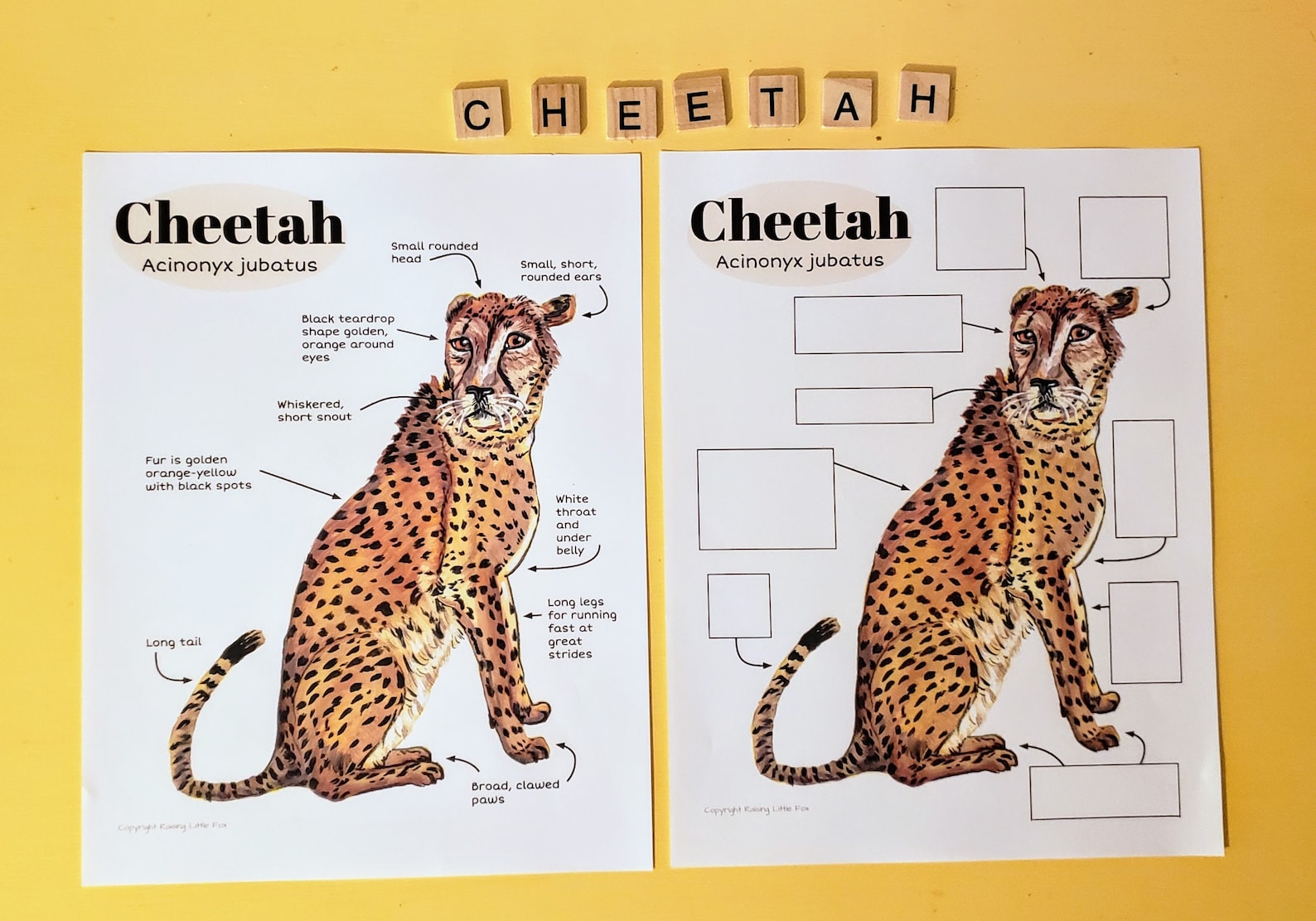Cheetah Unit Study – Anatomy & Facts, Homeschool Printable (digital ...