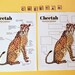 Unit Study Cheetah Anatomy & Fun Facts Science and Nature Unit Study ...