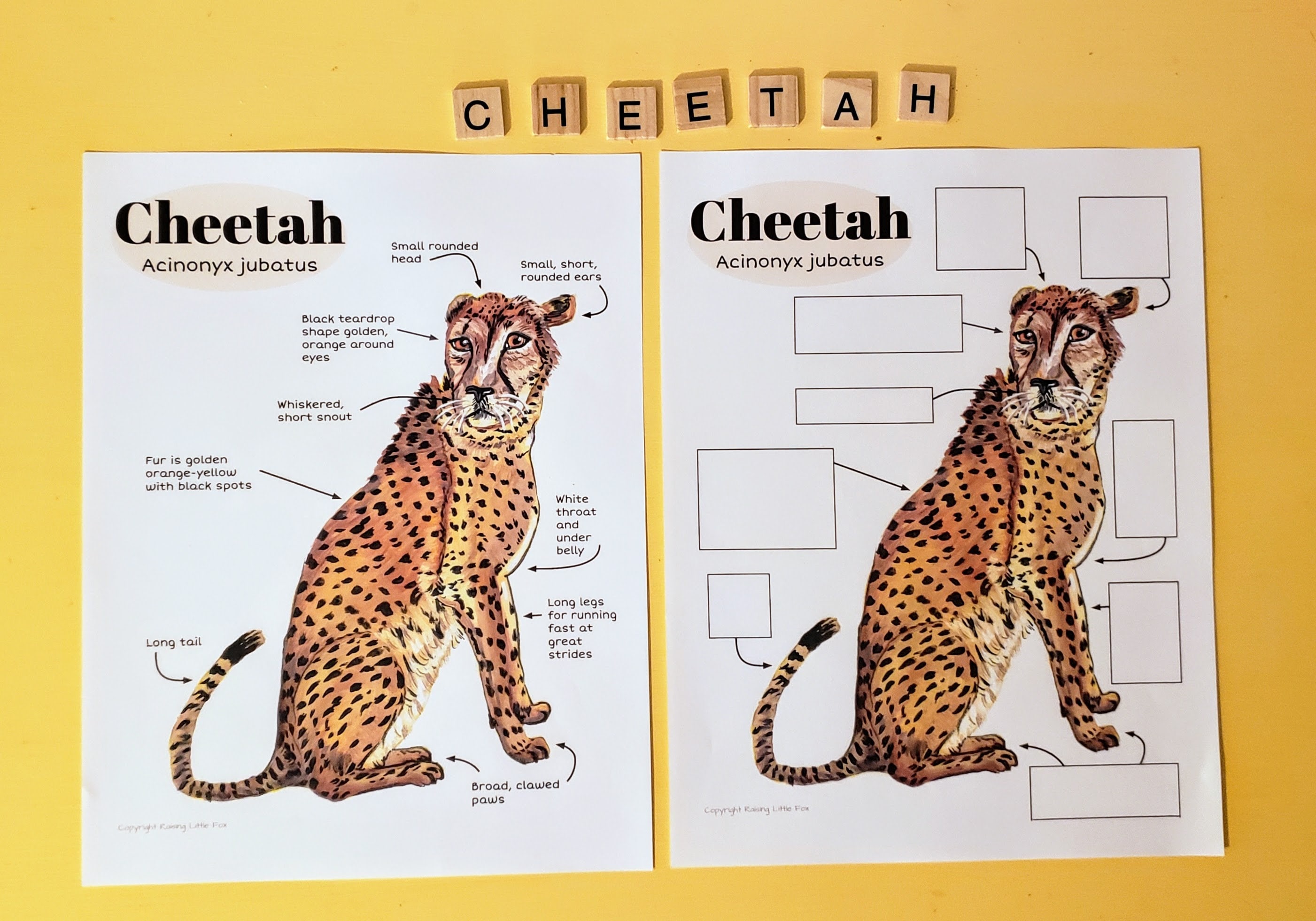 Unit Study Cheetah Anatomy & Fun Facts Science and Nature Unit Study ...