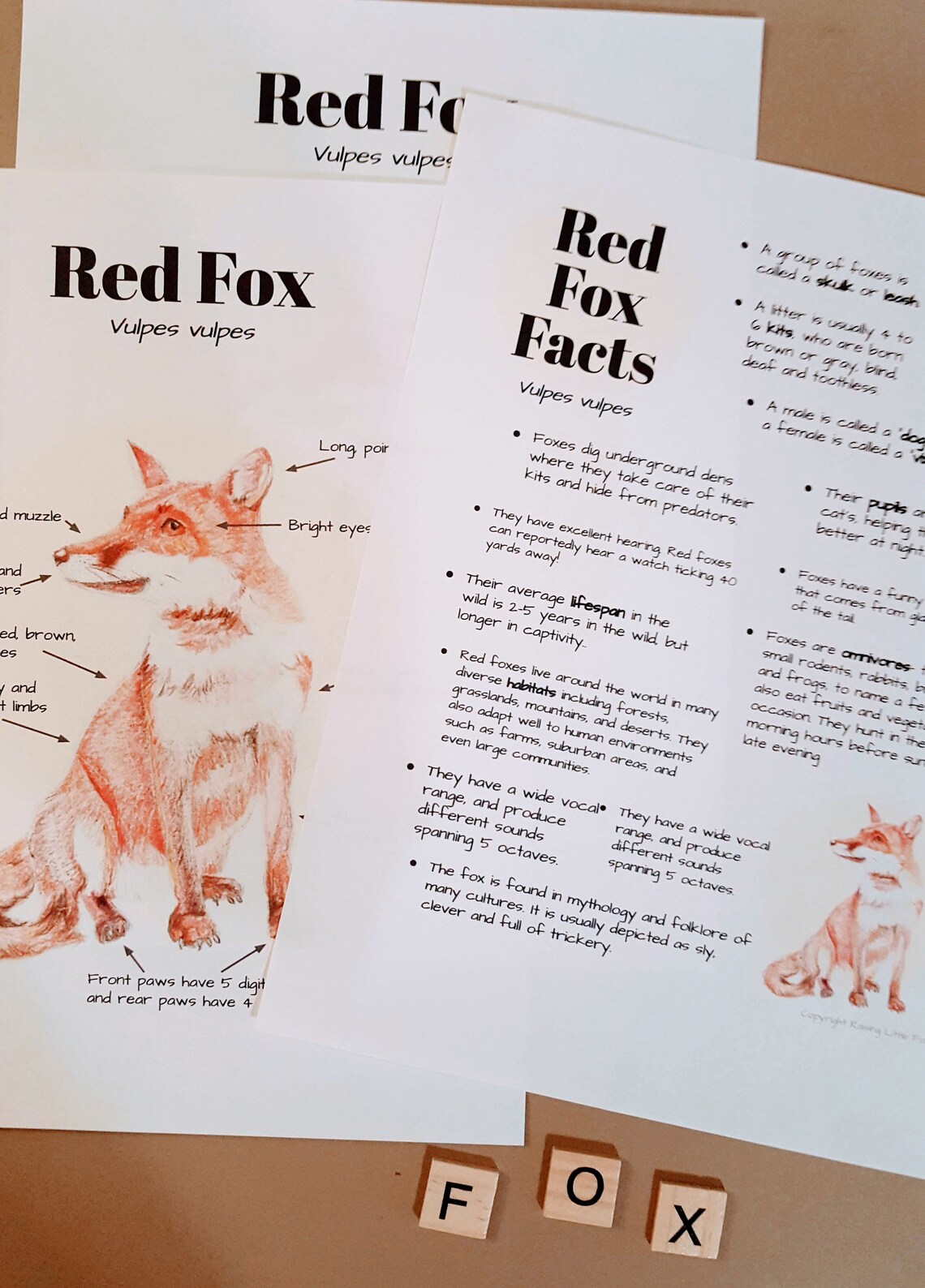 Unit Study Red Fox Anatomy and Facts Lesson Plans - Etsy Canada