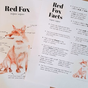 Red Fox Science Unit Study Anatomy and Facts - Lesson Plans, Homeschool ...