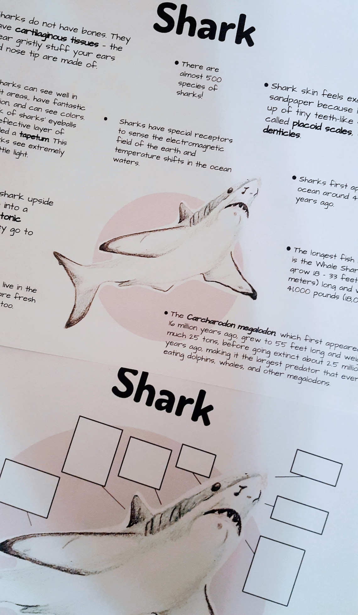 Shark Study Lesson Plan for Kids | Ocean Animals Unit Study | Digital ...