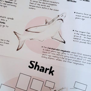 Shark Study Lesson Plan for Kids | Ocean Animals Unit Study | Digital ...