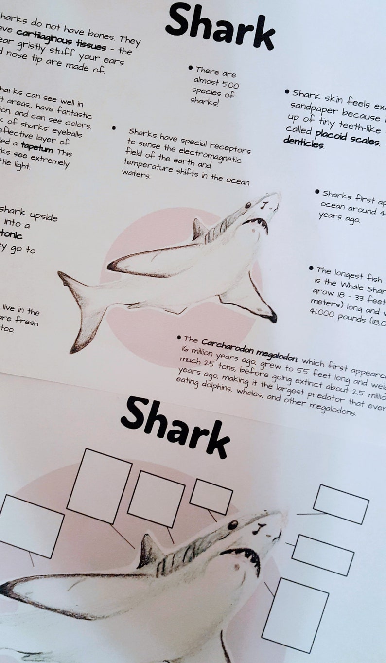 Shark Study Lesson Plan for Kids | Ocean Animals Unit Study | Digital ...