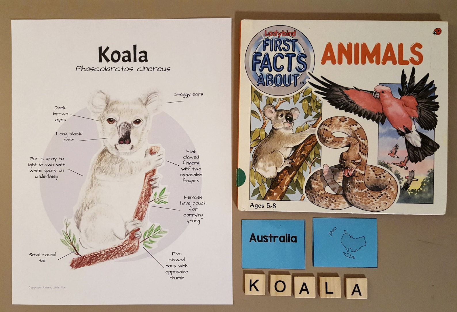 Unit Study Koala Anatomy and Facts - Lesson Plans, Homeschool ...