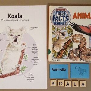 Unit Study Koala Anatomy and Facts - Lesson Plans, Homeschool ...