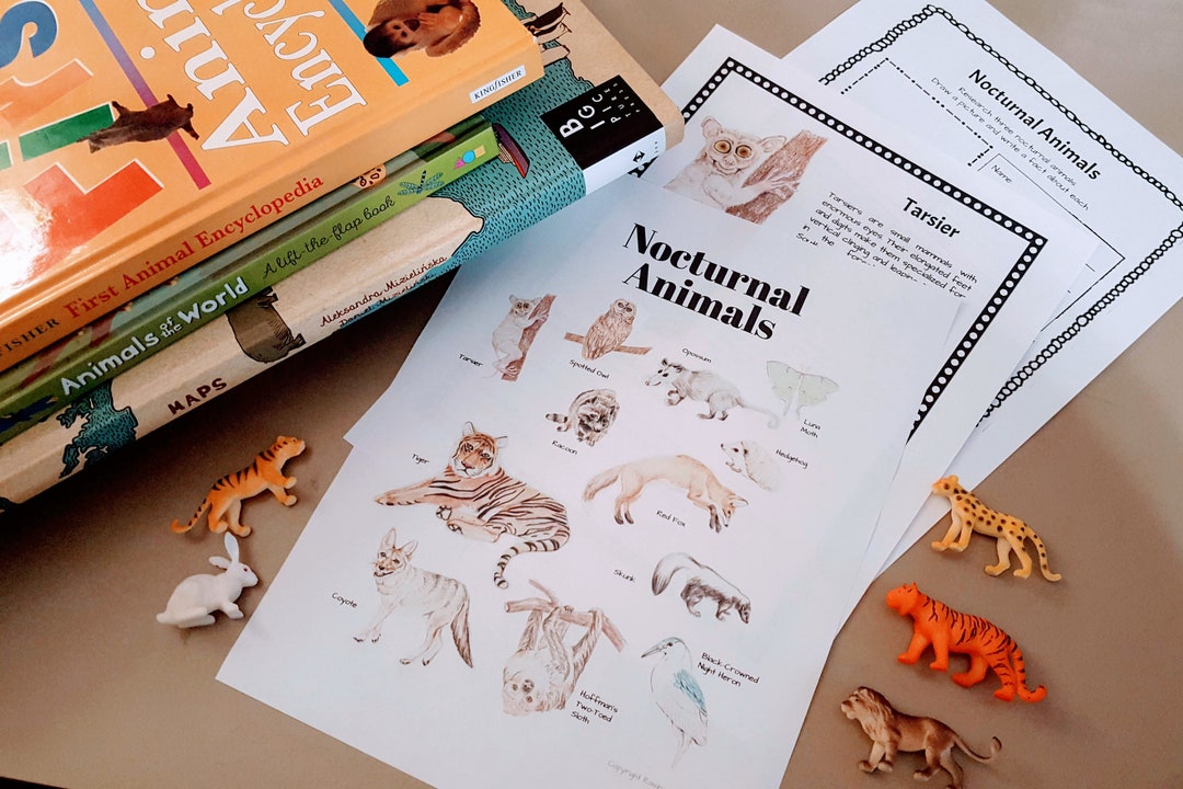 Digital Download Nocturnal Animals Unit Study -12 Unique Animals ...