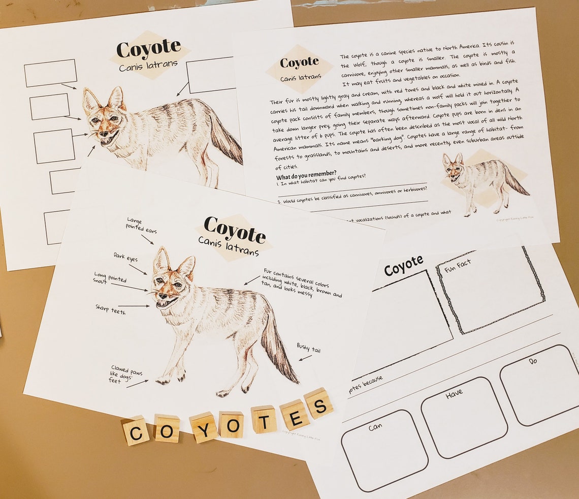 Coyote: Science Unit Study Anatomy and Facts - Lesson Plans, Homeschool ...