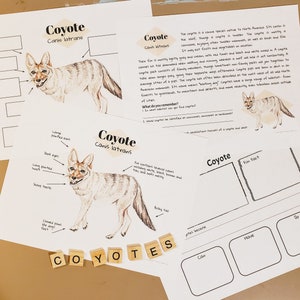 Coyote: Science Unit Study Anatomy and Facts - Lesson Plans, Homeschool ...