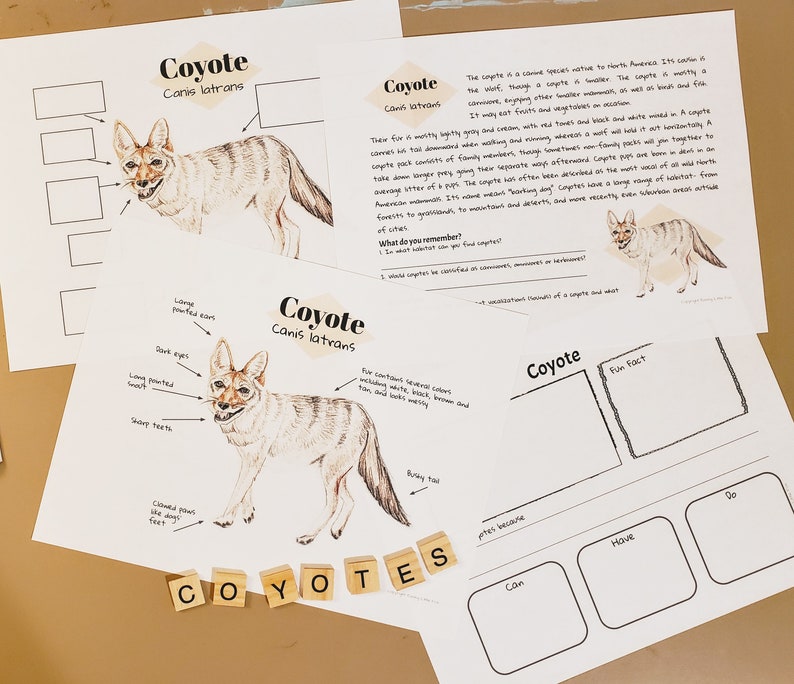 Coyote: Science Unit Study Anatomy and Facts - Lesson Plans, Homeschool ...