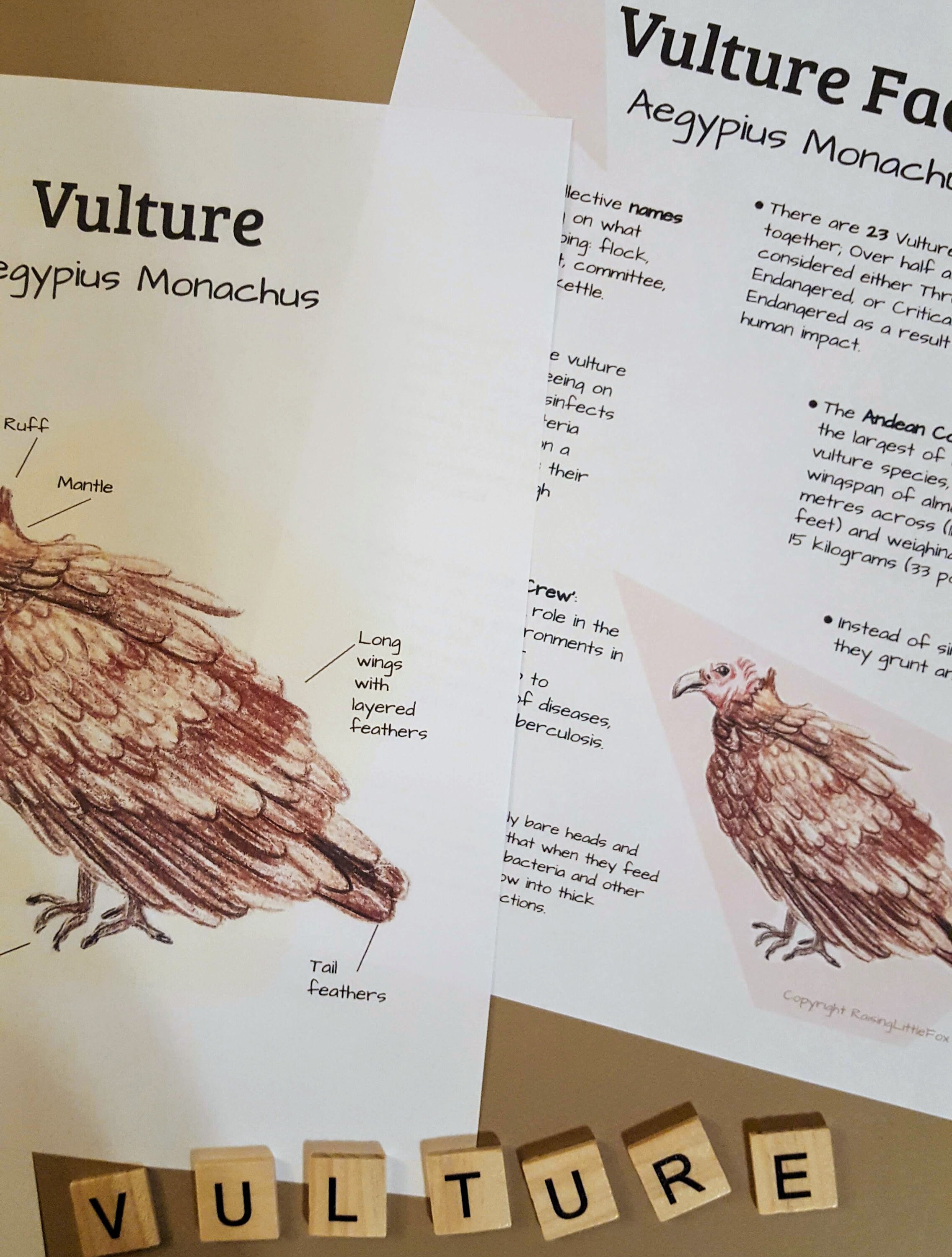 Unit Study Vulture Anatomy and Facts Lesson Plans, Homeschool ...