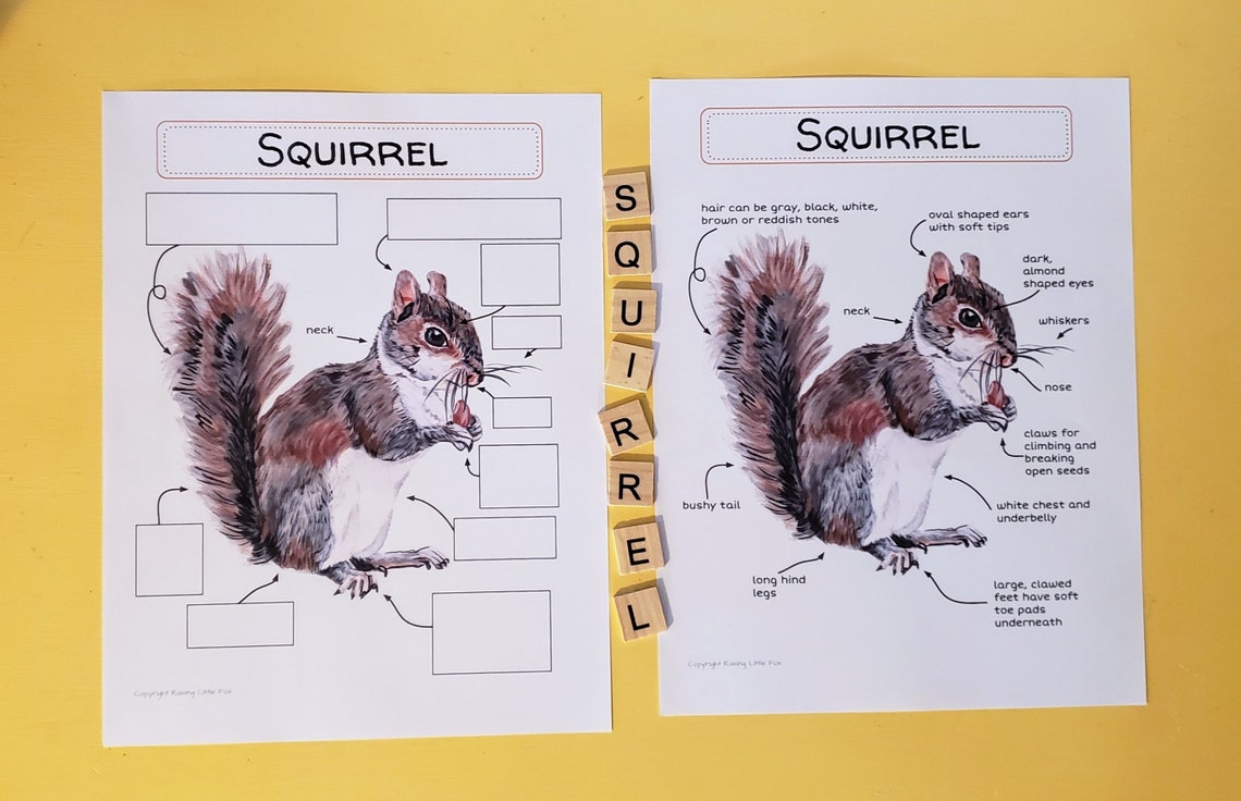 Squirrel Unit Study for Homeschoolers and Co-ops - Nonfiction and ...