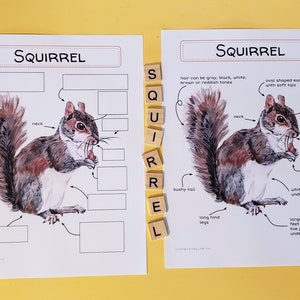 Squirrel Unit Study for Homeschoolers and Co-ops - Nonfiction and ...
