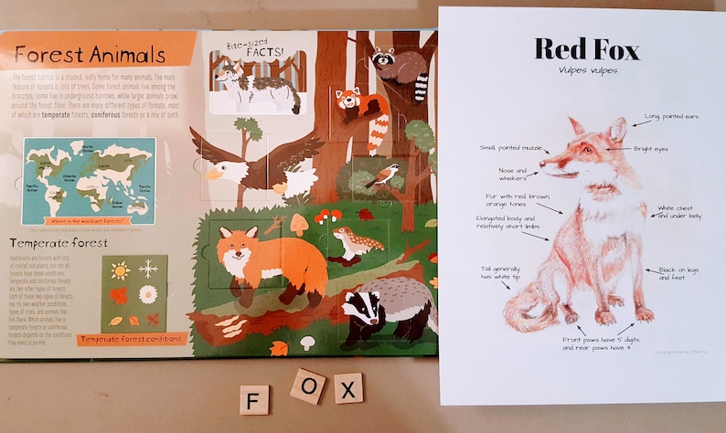 Red Fox Science Unit Study Anatomy and Facts - Lesson Plans, Homeschool ...