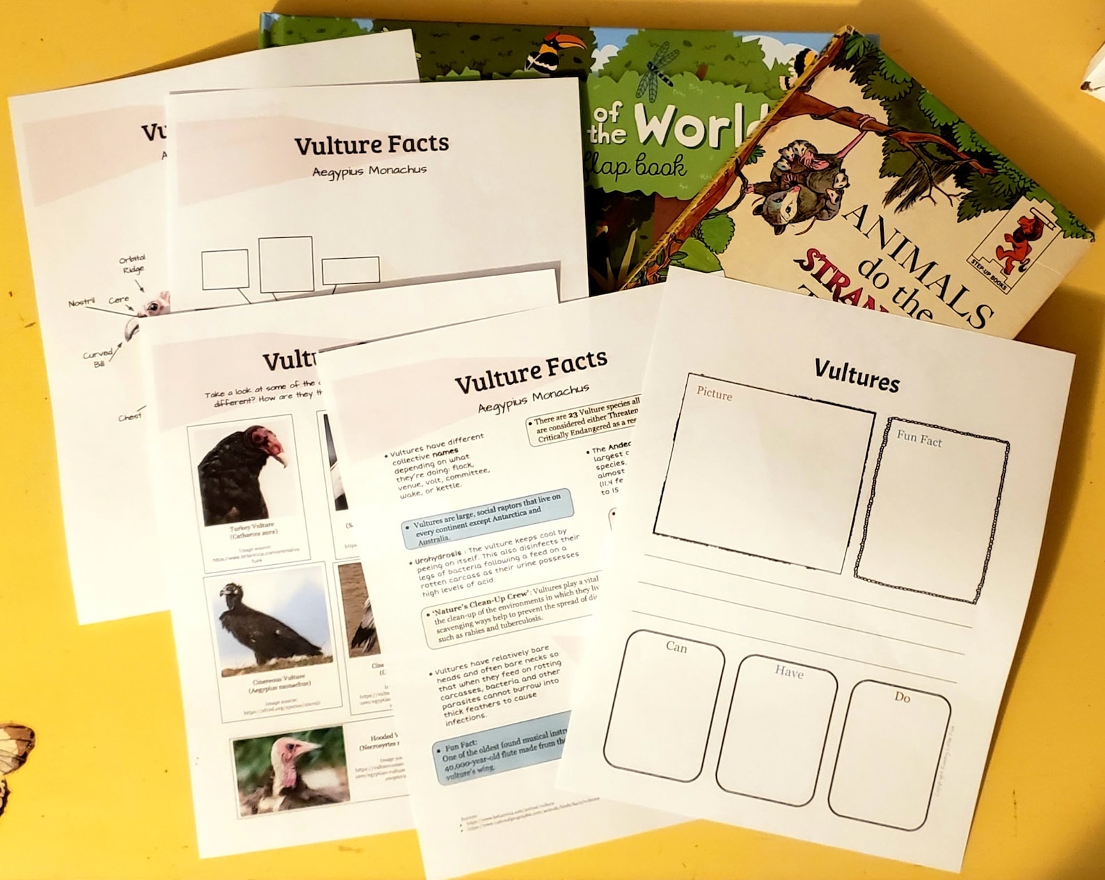 Unit Study Vulture Anatomy and Facts - Lesson Plans, Homeschool ...