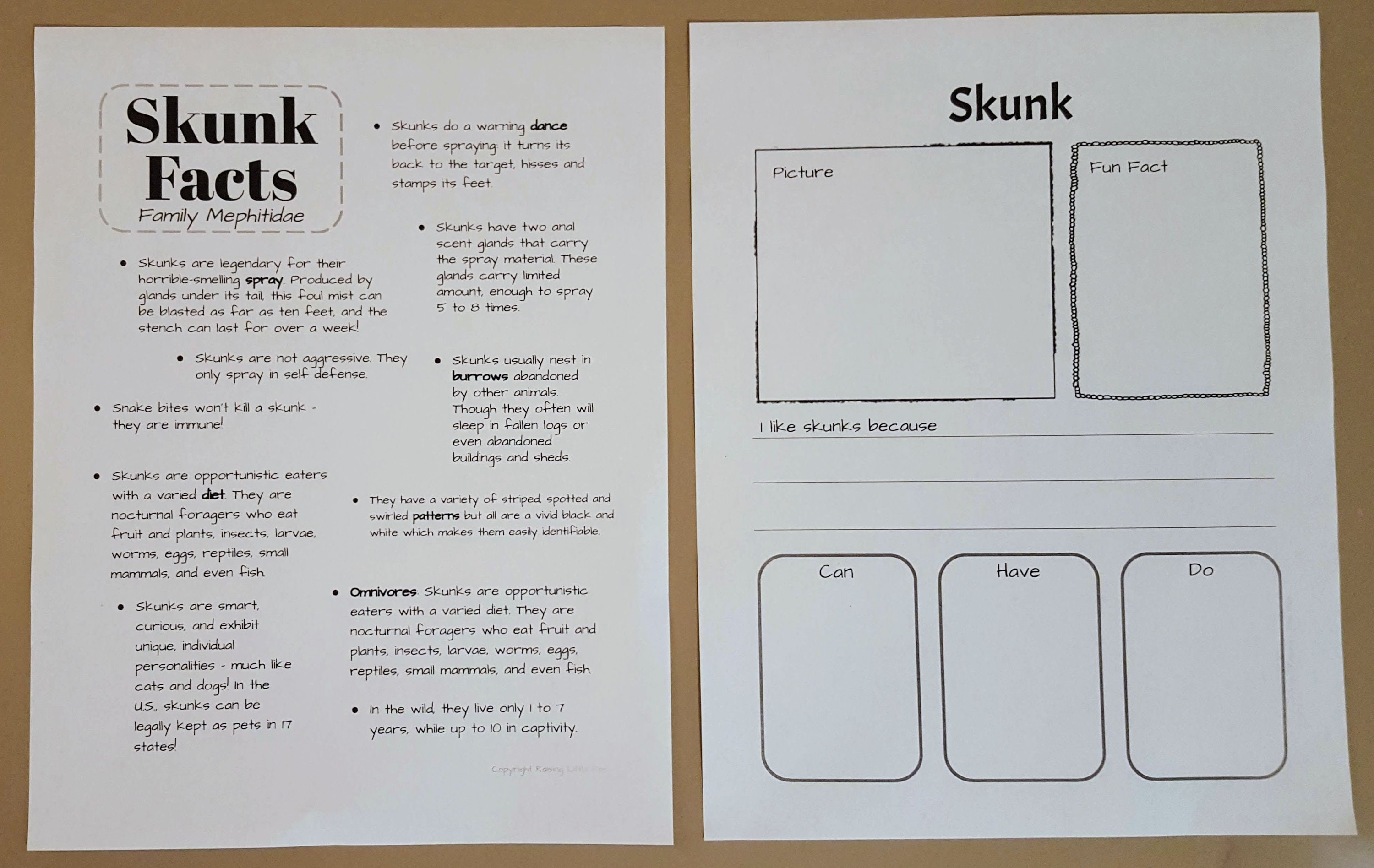 Unit Study Skunk Anatomy and Facts - Lesson Plans, Homeschool ...