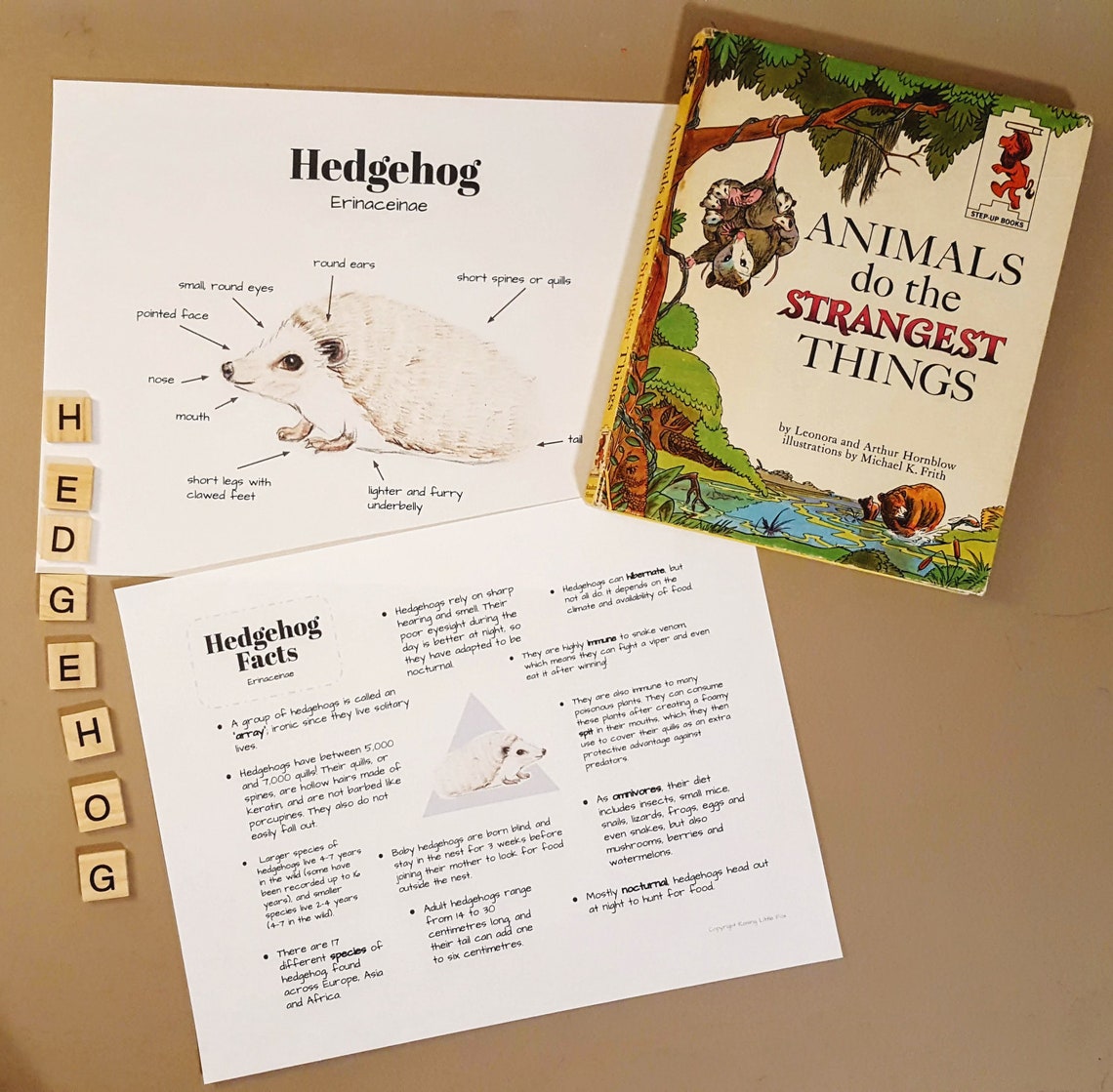 Unit Study Hedgehog Anatomy and Facts - Lesson Plans, Homeschool ...