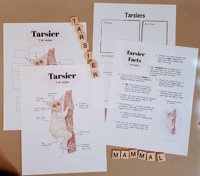 Tarsier Science Unit Study Anatomy and Facts - Lesson Plans, Homeschool ...