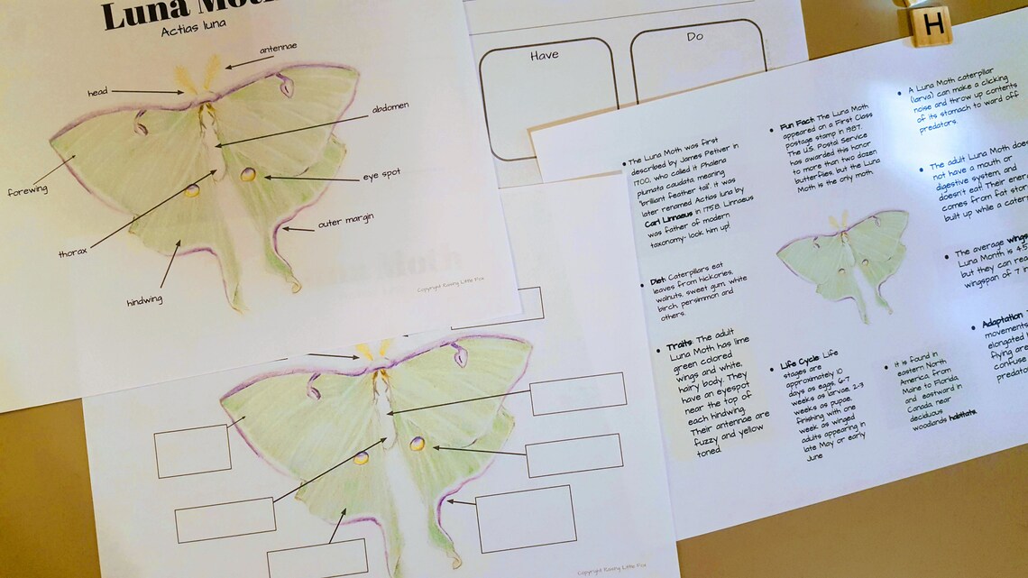 Unit Study Luna Moth Anatomy and Facts - Lesson Plans, Homeschool ...