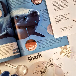 Shark Study Lesson Plan for Kids | Ocean Animals Unit Study | Digital ...