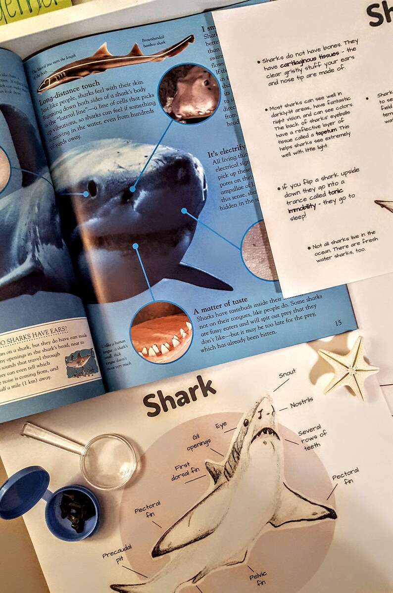Shark Study Lesson Plan for Kids | Ocean Animals Unit Study | Digital ...