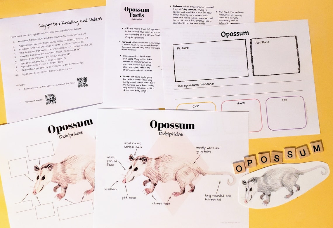 Unit Study Opossum Anatomy and Facts - Lesson Plans, Homeschool ...