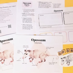 Unit Study Opossum Anatomy and Facts - Lesson Plans, Homeschool ...