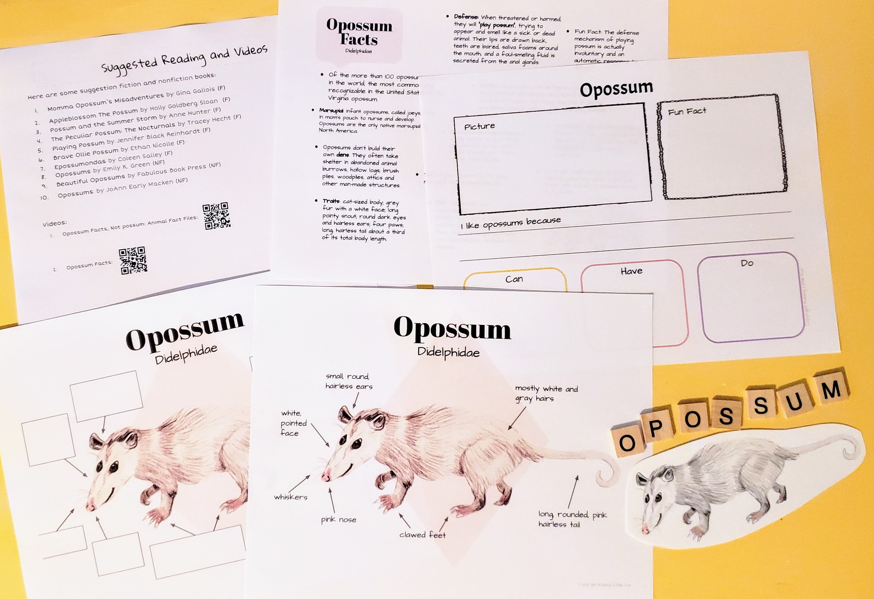 Unit Study Opossum Anatomy and Facts - Lesson Plans, Homeschool ...