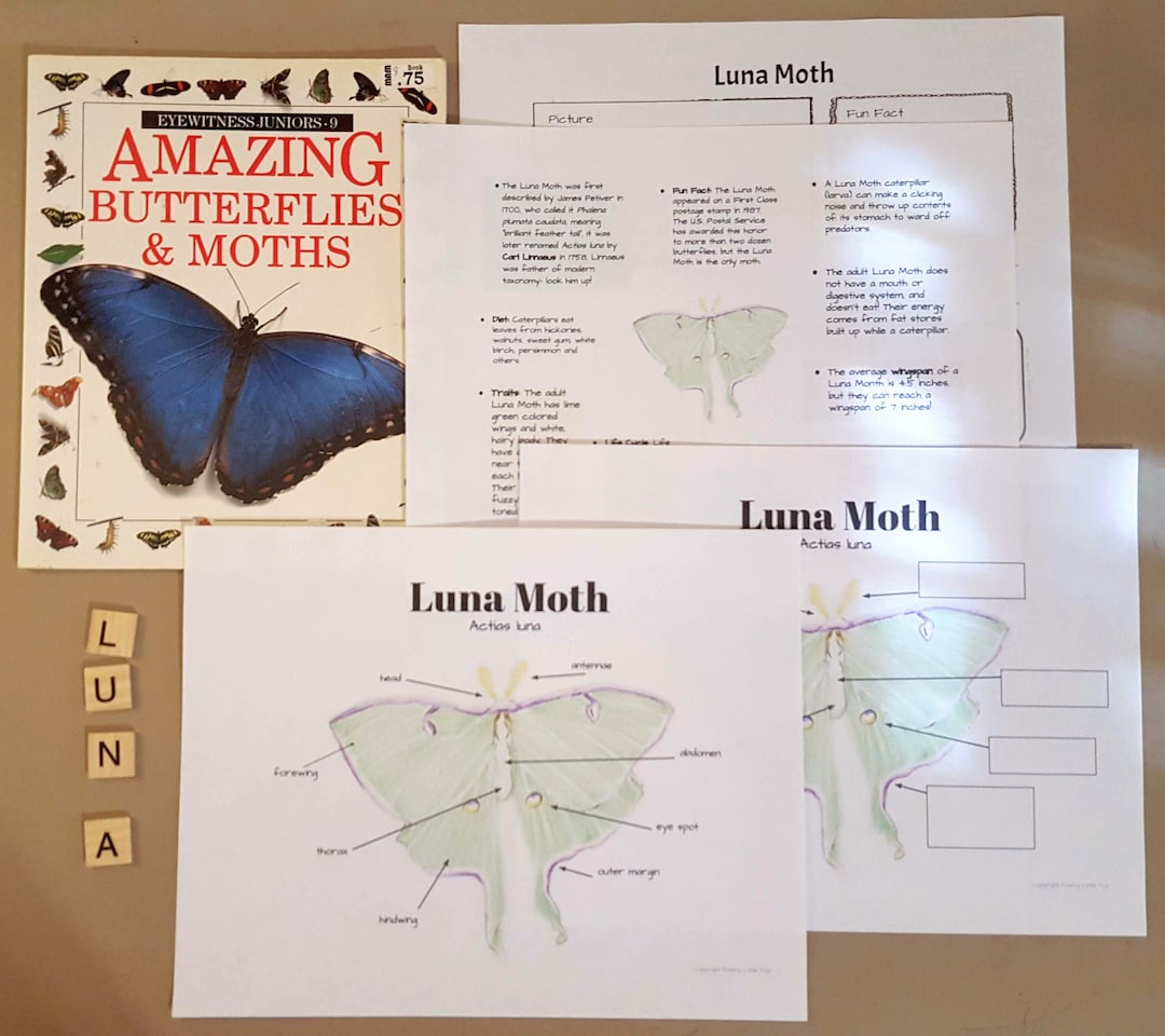 Unit Study Luna Moth Anatomy and Facts - Lesson Plans, Homeschool ...