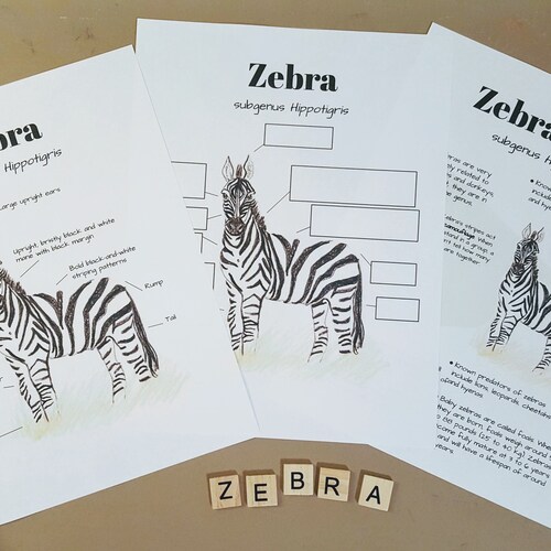 Unit Study Zebra Anatomy and Facts Lesson Plans Homeschool - Etsy