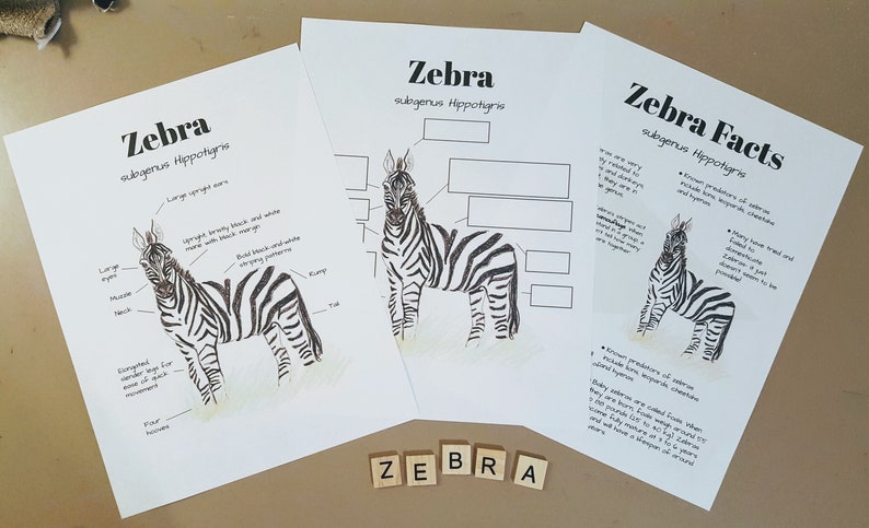 Unit Study Zebra Anatomy and Facts - Lesson Plans, Homeschool ...