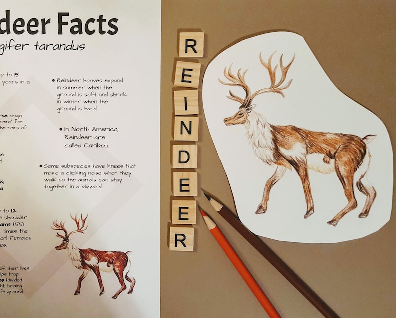 Unit Study Reindeer Anatomy and Facts - Lesson Plans, Homeschool ...