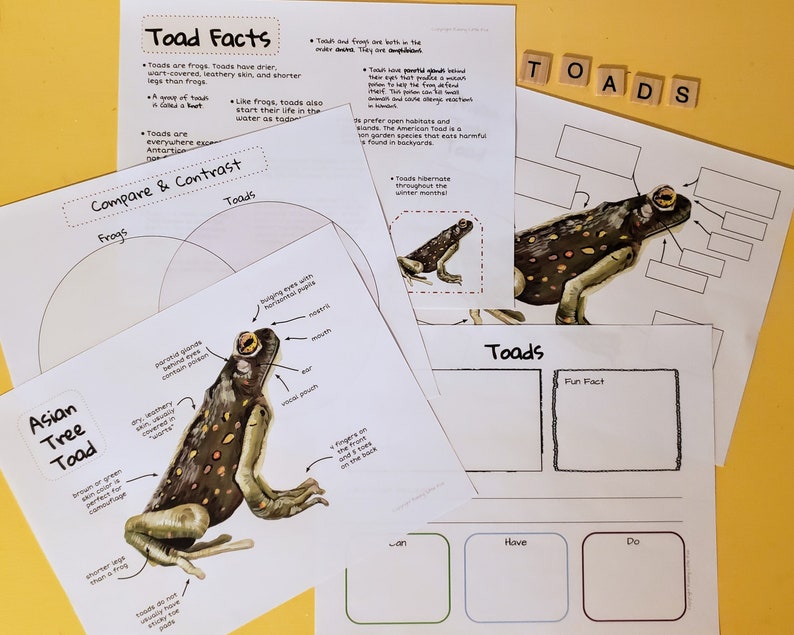 Unit Study on Frogs and Toads - Grades 1-5 Science Activity ...