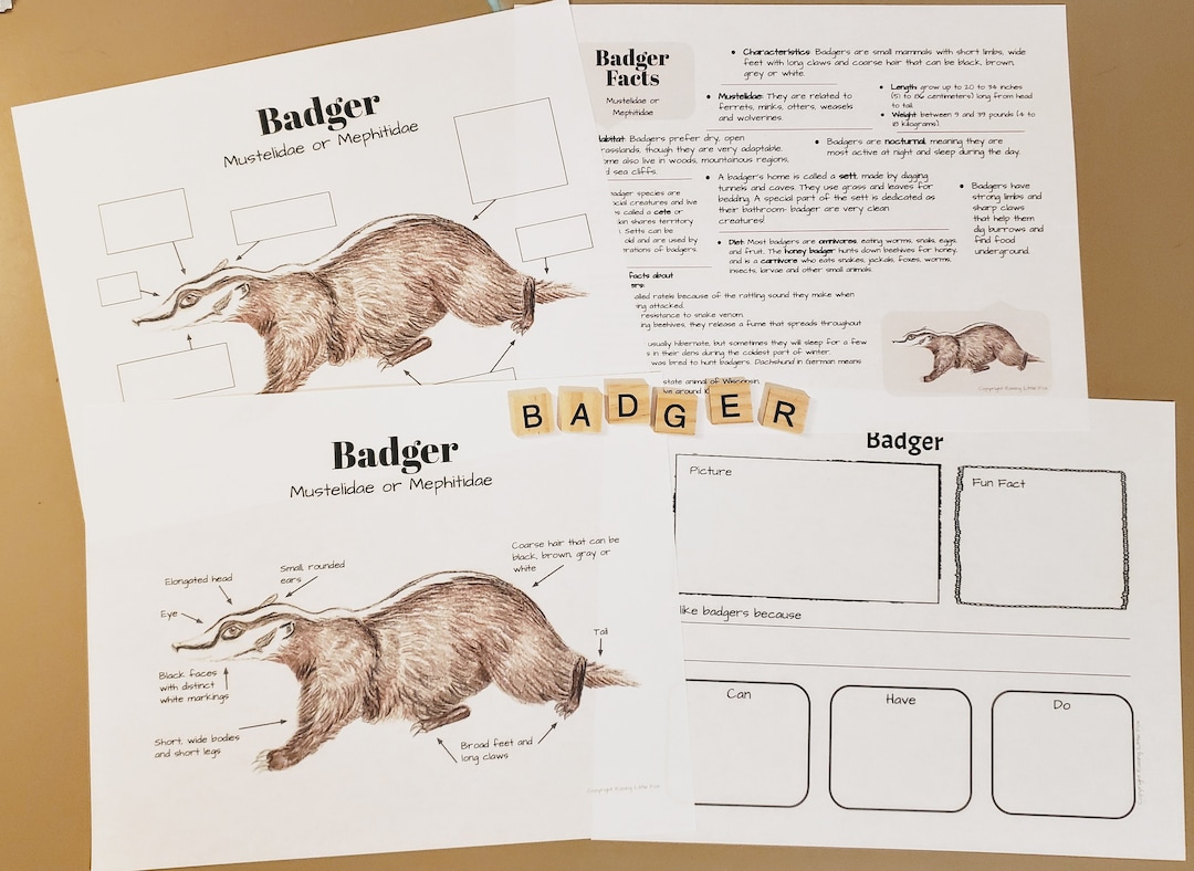 Badger Unit Study Anatomy and Facts - Lesson Plans, Homeschool ...