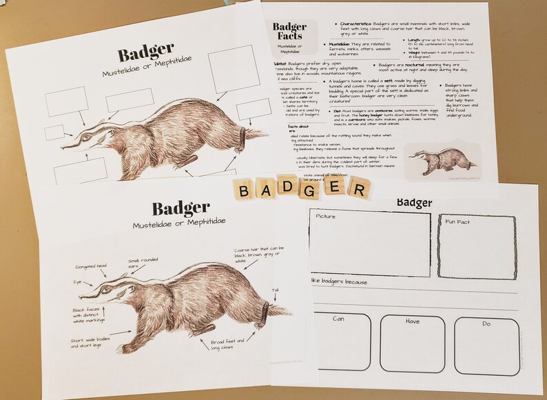 Badger Unit Study Anatomy and Facts - Lesson Plans, Homeschool ...
