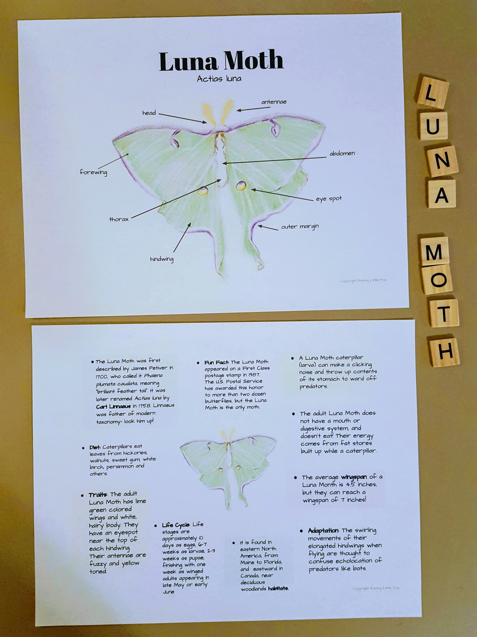 Unit Study Luna Moth Anatomy and Facts - Lesson Plans, Homeschool ...