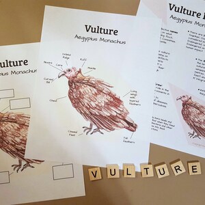 Unit Study Vulture Anatomy and Facts Lesson Plans, Homeschool ...