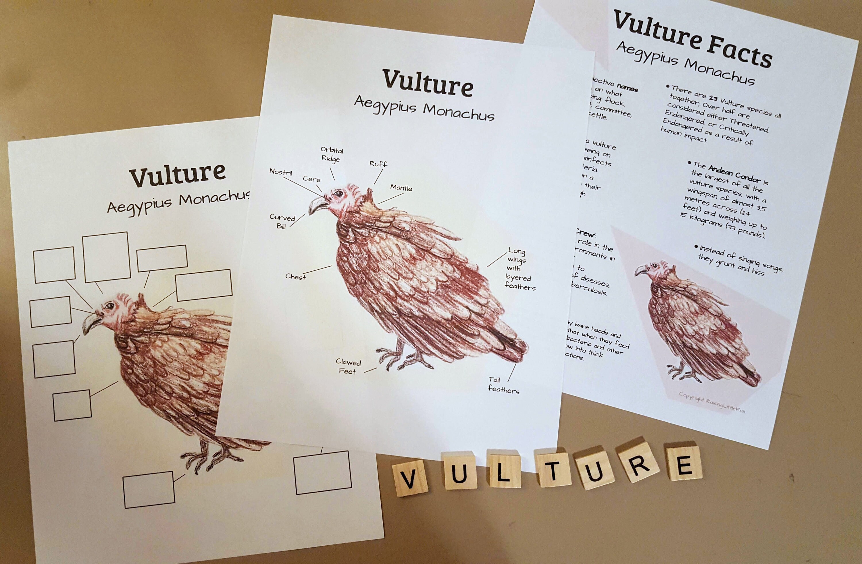 Unit Study Vulture Anatomy and Facts Lesson Plans, Homeschool ...